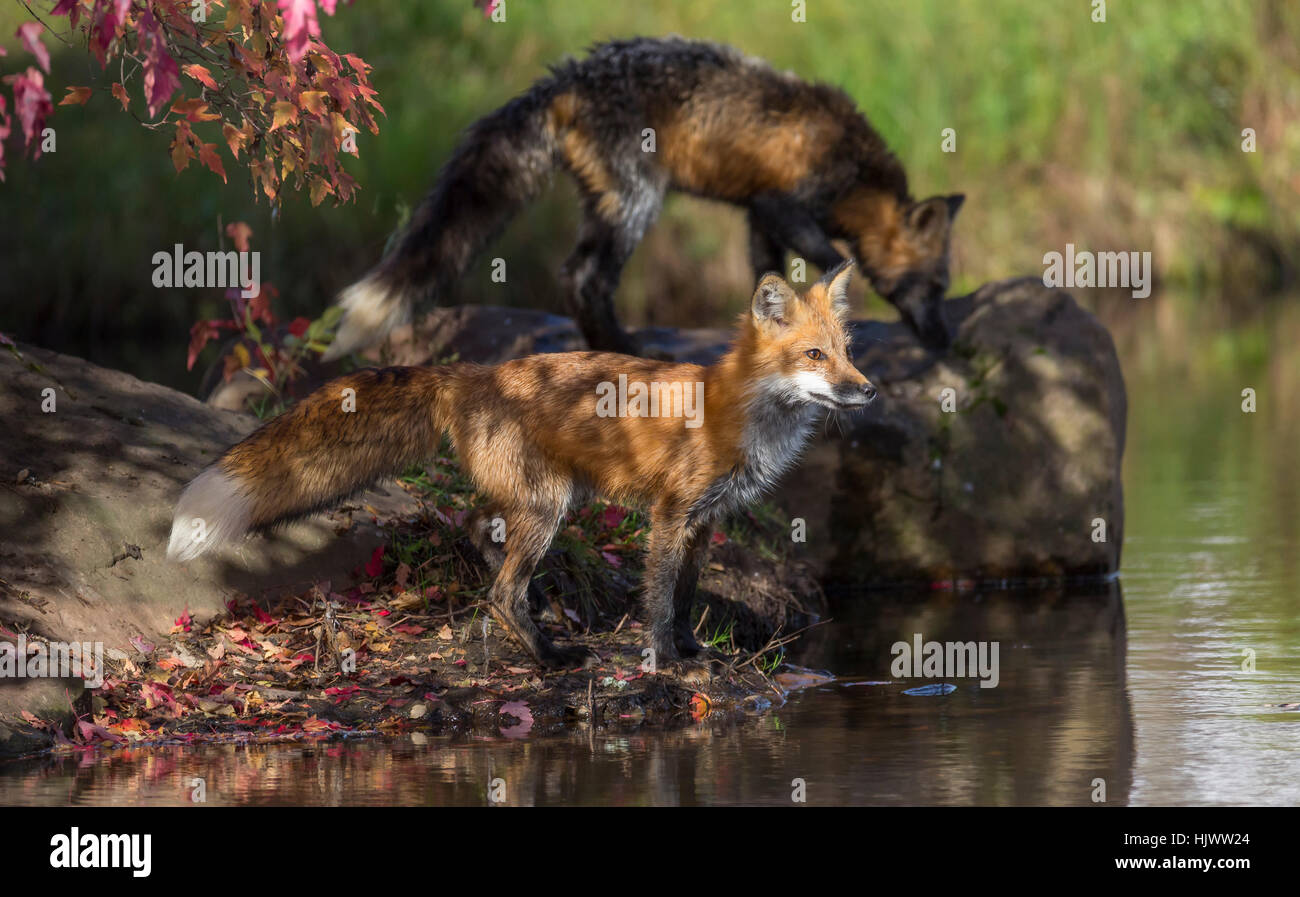 Red fox and cross fox Stock Photo - Alamy