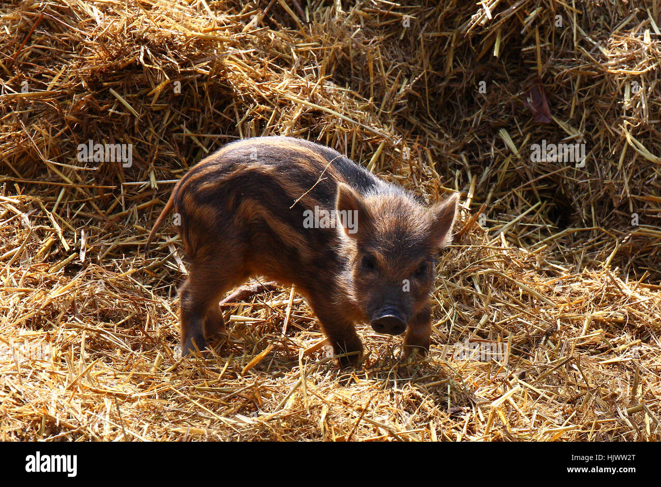 mammal, playful, skin, wild boar, pig, young animal, young of a wild ...