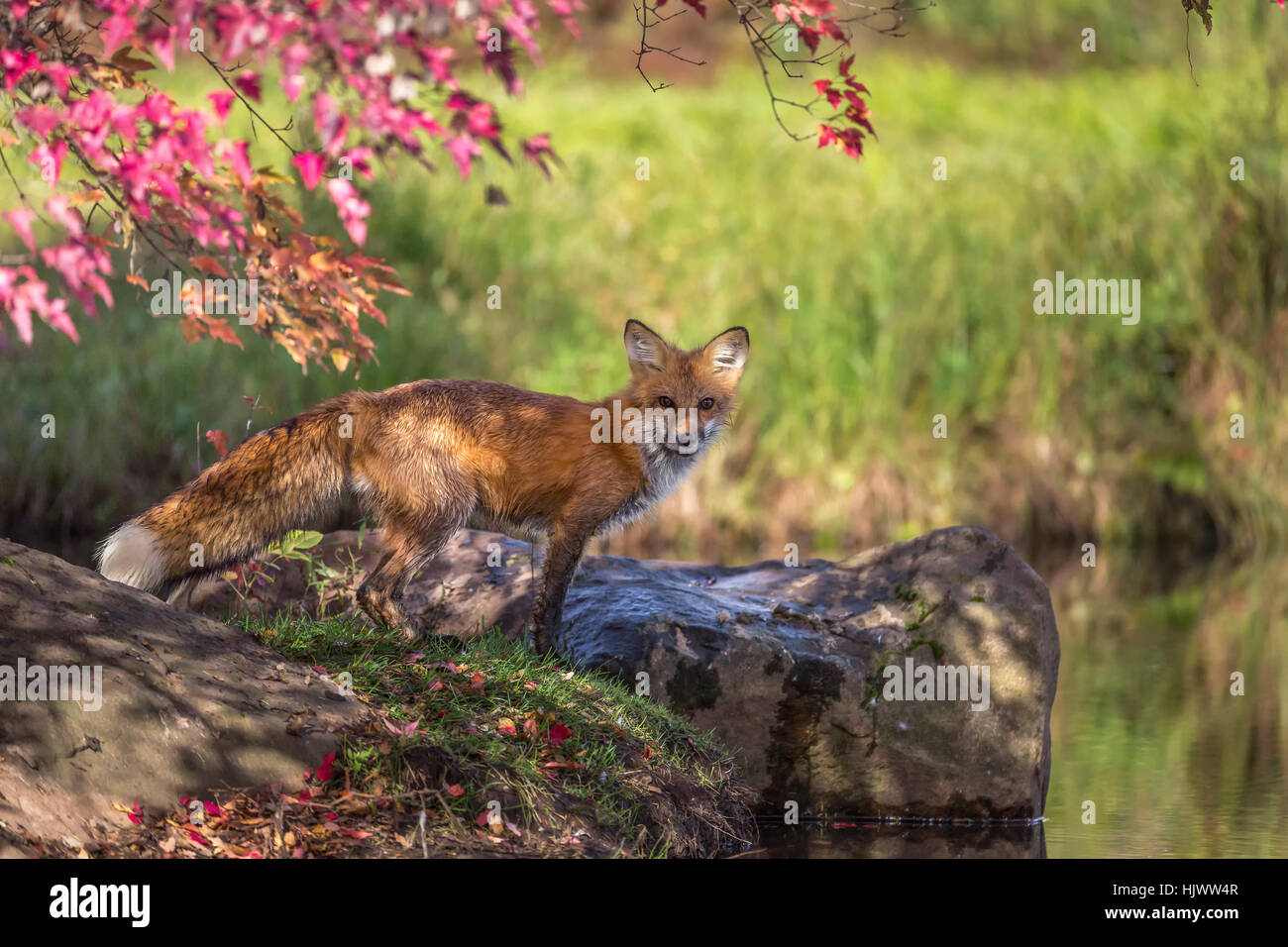 Fox fall hi-res stock photography and images - Alamy