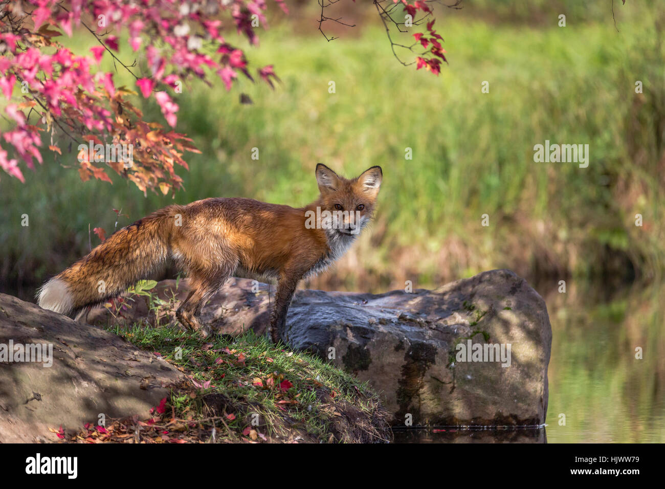 Fox fall hi-res stock photography and images - Alamy