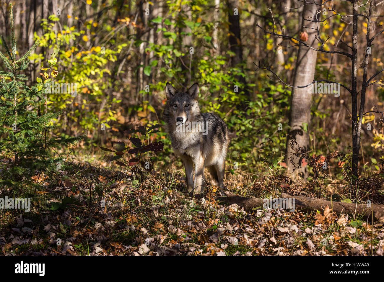 North american timber wolf hi-res stock photography and images - Alamy