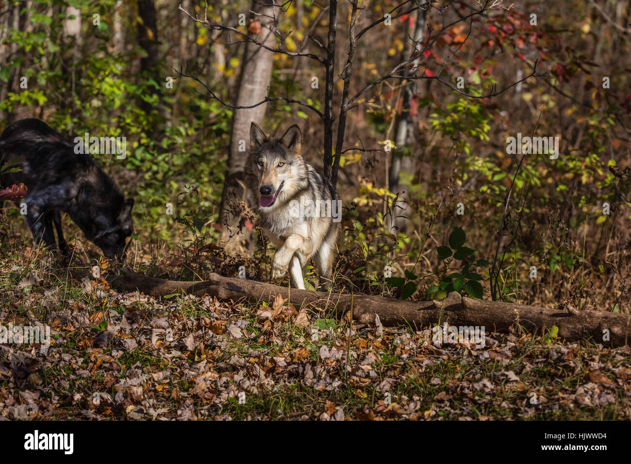 North american timber wolves hi-res stock photography and images - Alamy