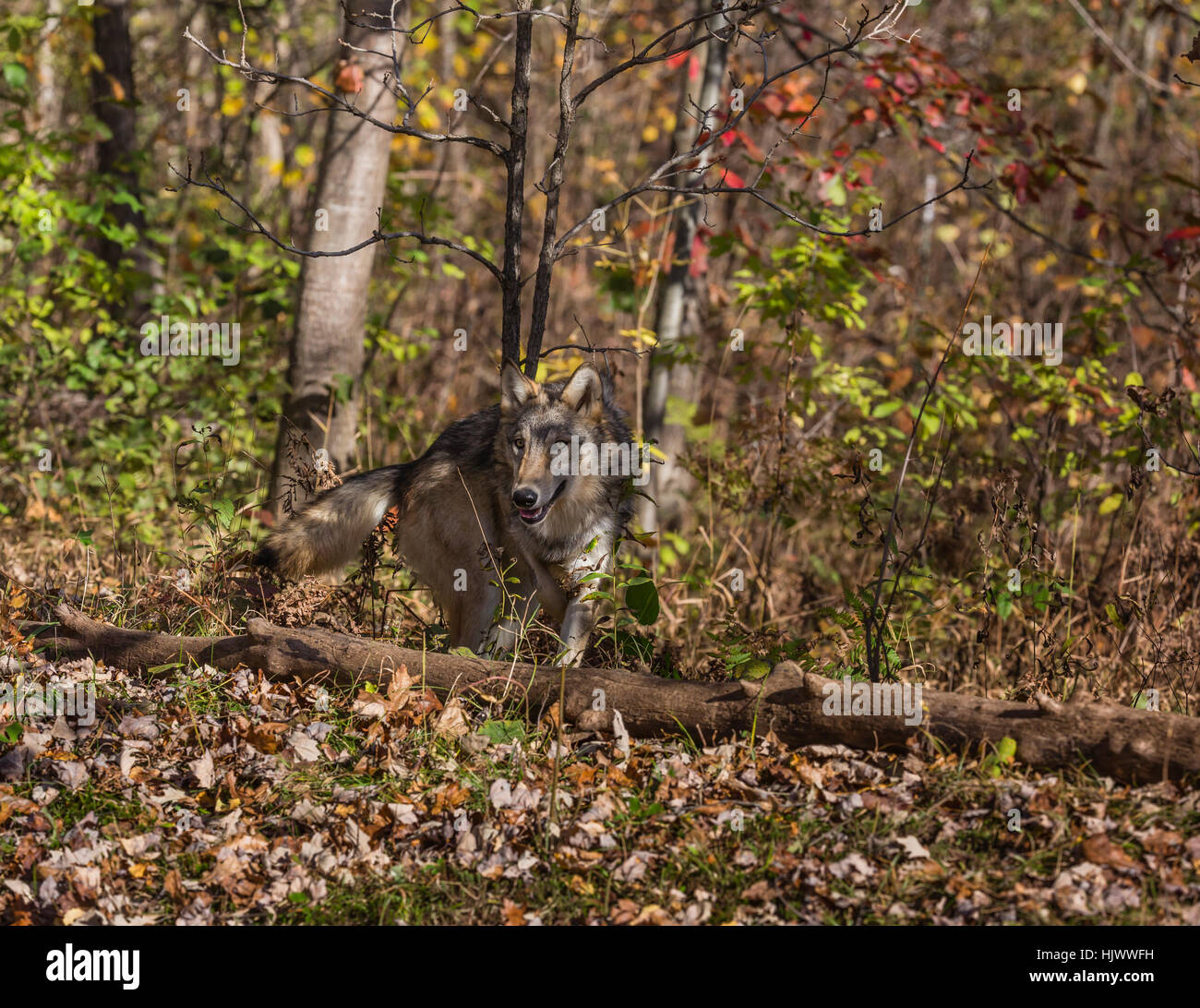 Wolf shadow hi-res stock photography and images - Alamy
