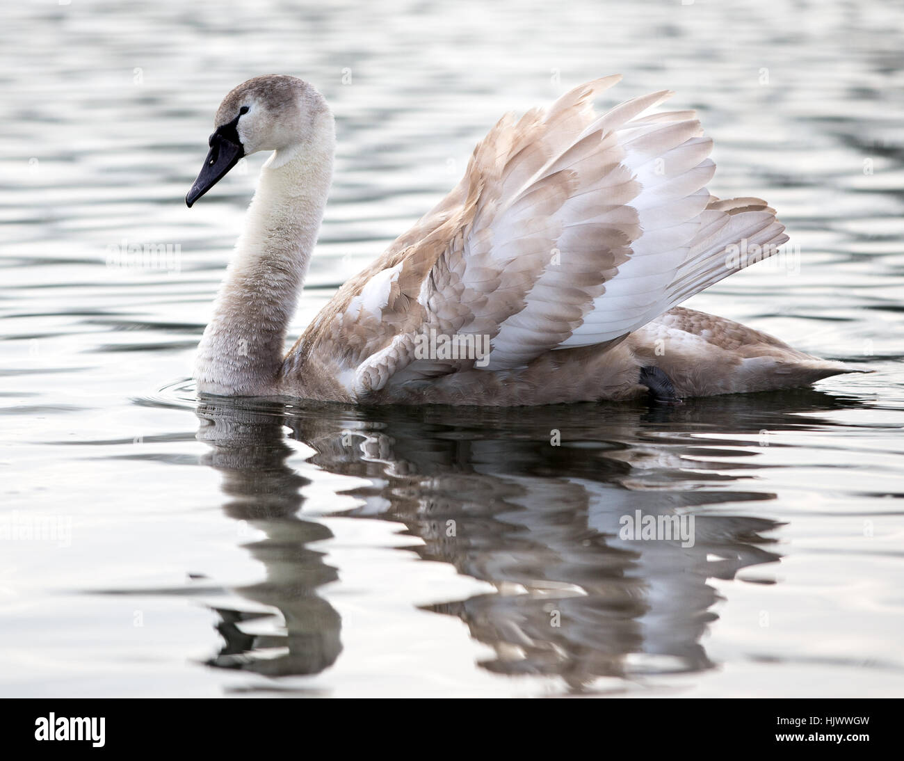 A single young Swan Stock Photo - Alamy