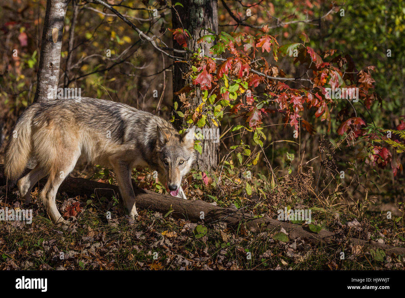 Wolf shadow hi-res stock photography and images - Alamy