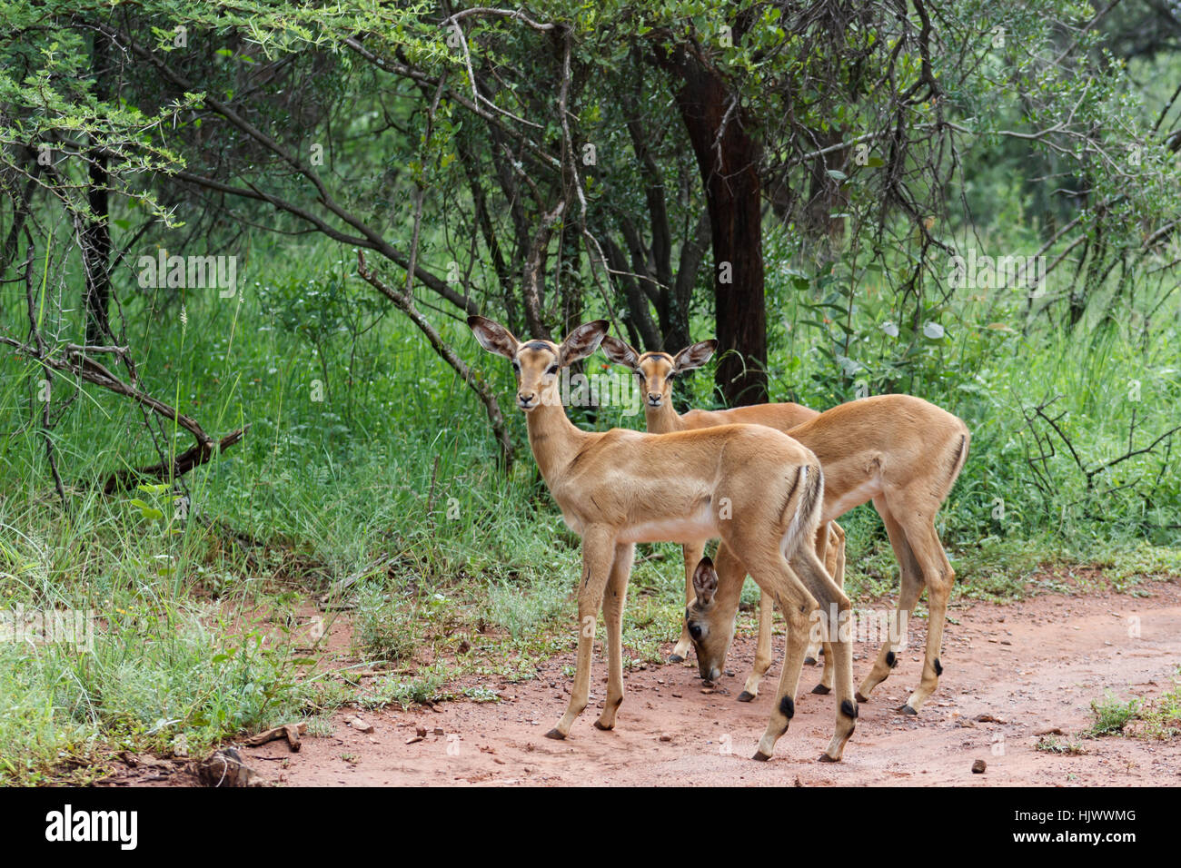 Impala herd standing around on a road in between green vegetation Stock ...
