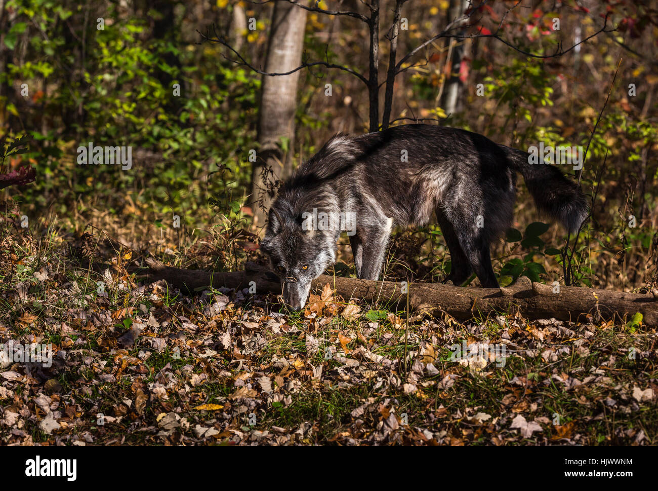 Woods usa hi-res stock photography and images - Alamy