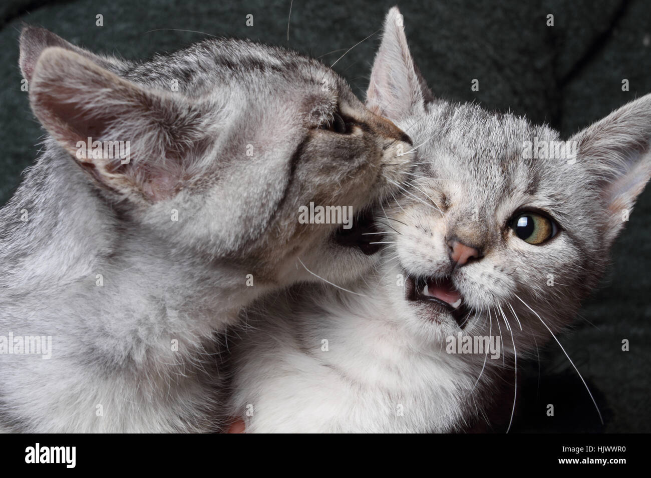 Angry cats hi-res stock photography and images - Alamy