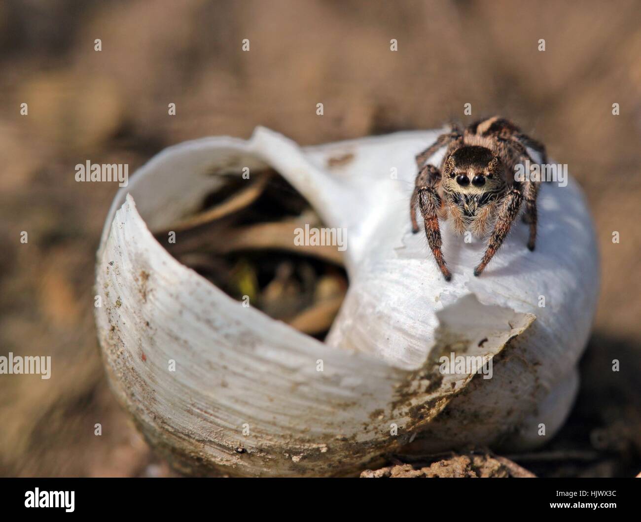 female cross jumping spider guarding her shell Stock Photo - Alamy