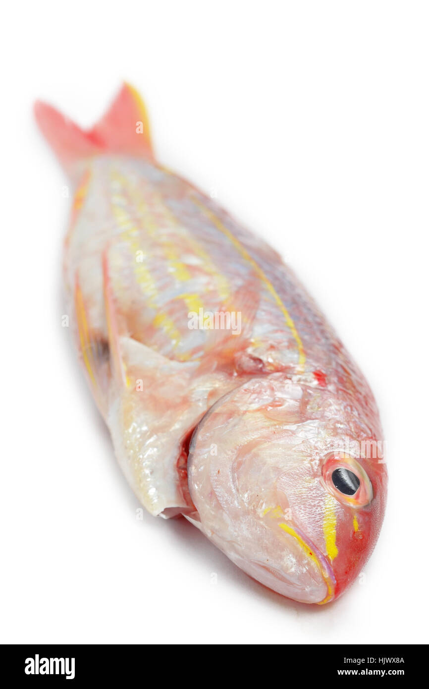 food, aliment, isolated, angle, fish, tail, backdrop, background, white ...