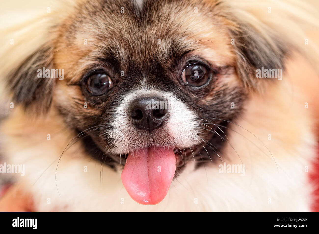 animal, pet, look, glancing, see, view, looking, peeking, looking at ...