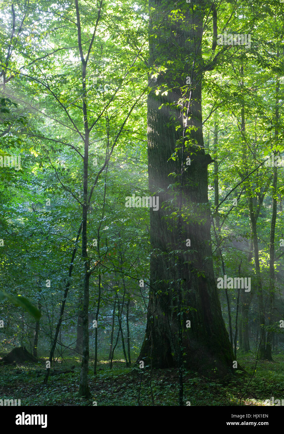 tree, oak, shaft, english, old, forest, single, tree, trunk, fog ...