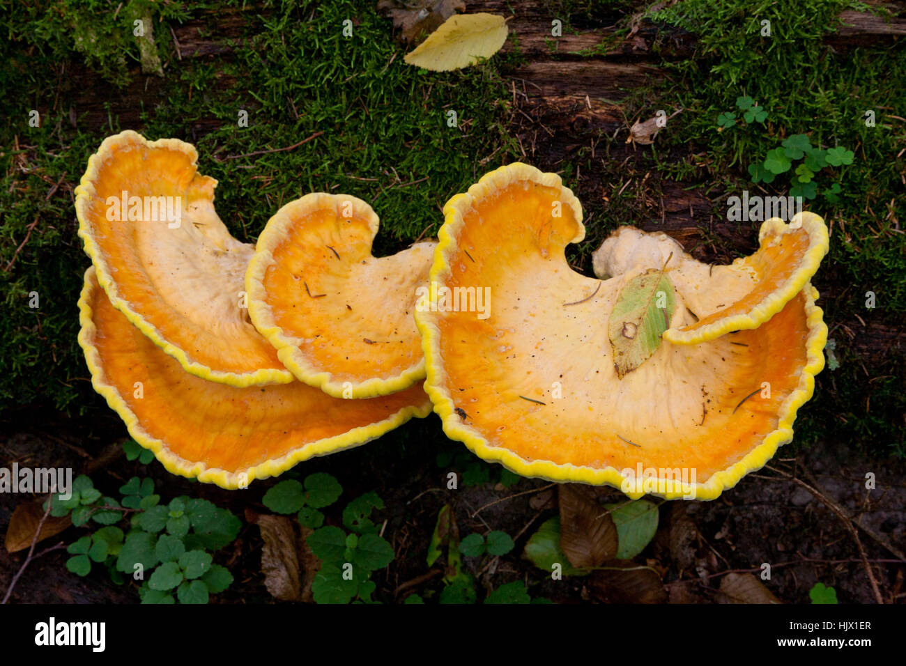 closeup, decay, mushroom, fungus, inedible, species, closeup, tree ...