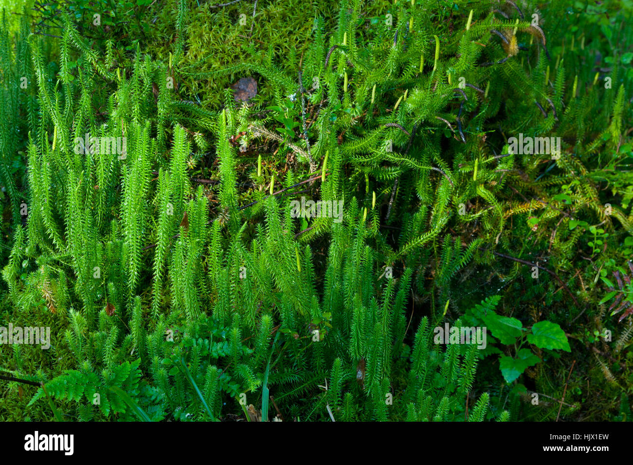 closeup, botany, species, botany, widespread, lawn, green, plant ...