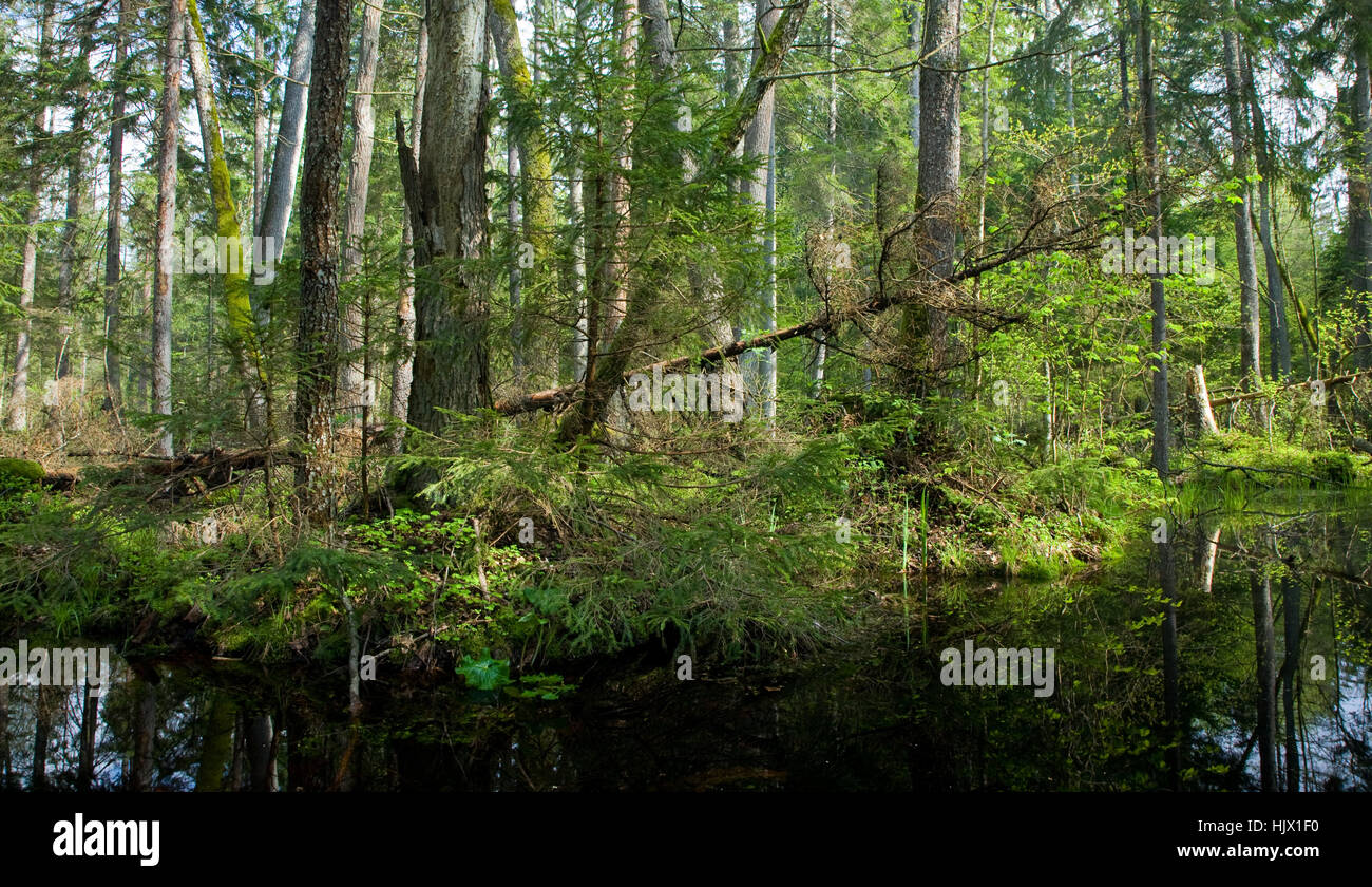 swamp, spring, bouncing, bounces, hop, skipping, frisks, jumping, jump ...