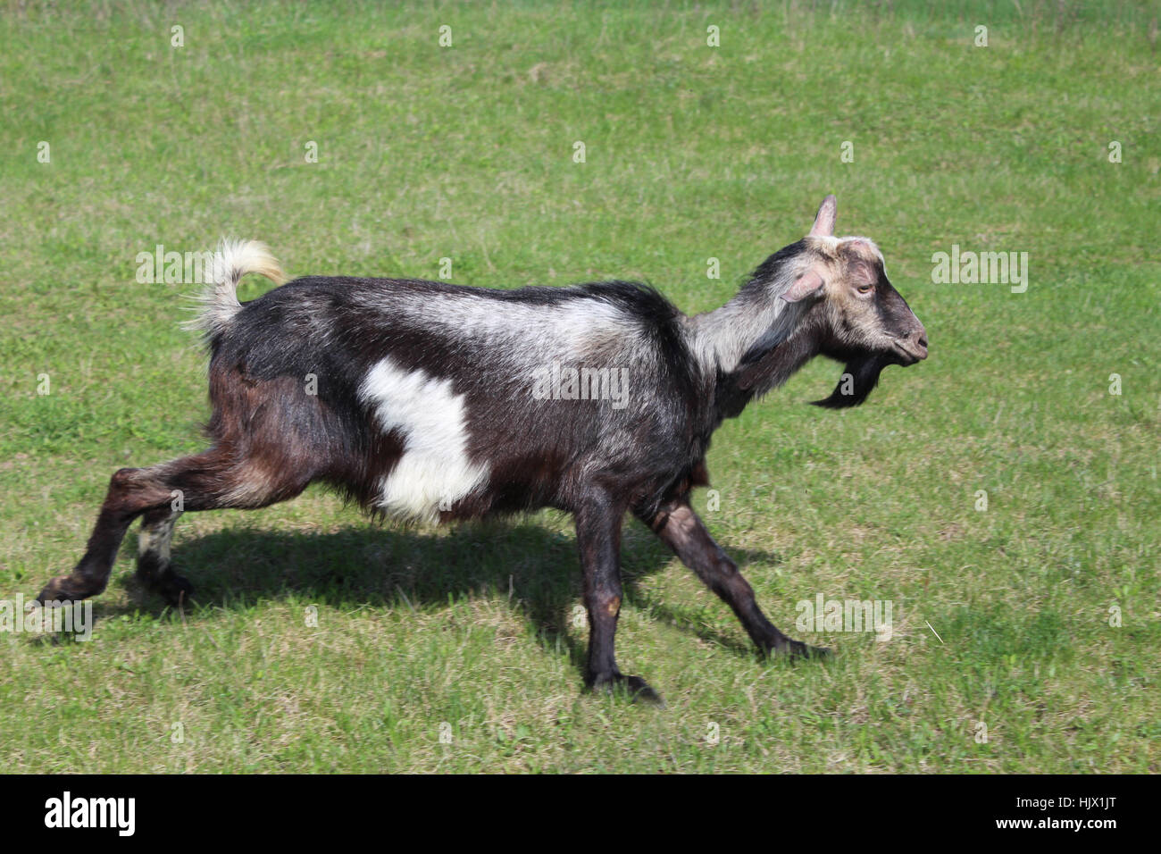 Running goat hi-res stock photography and images - Alamy