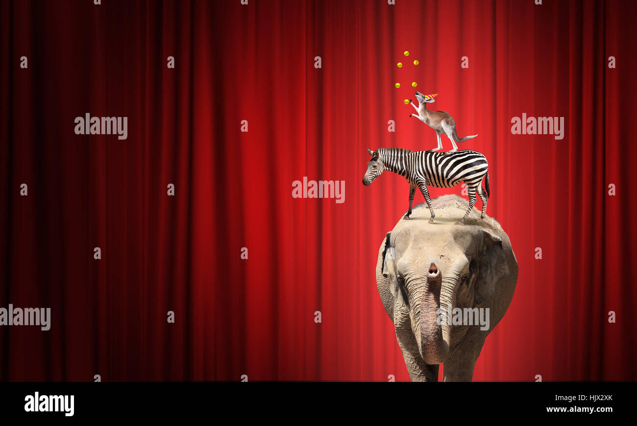 Elephant balancing on a ball hi-res stock photography and images - Alamy