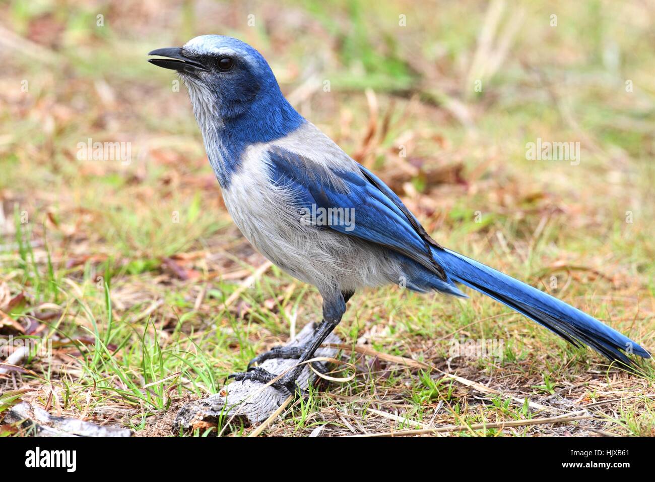 bird, blue, animal, bird, fauna, wild, birds, wing, feathers, wildlife ...