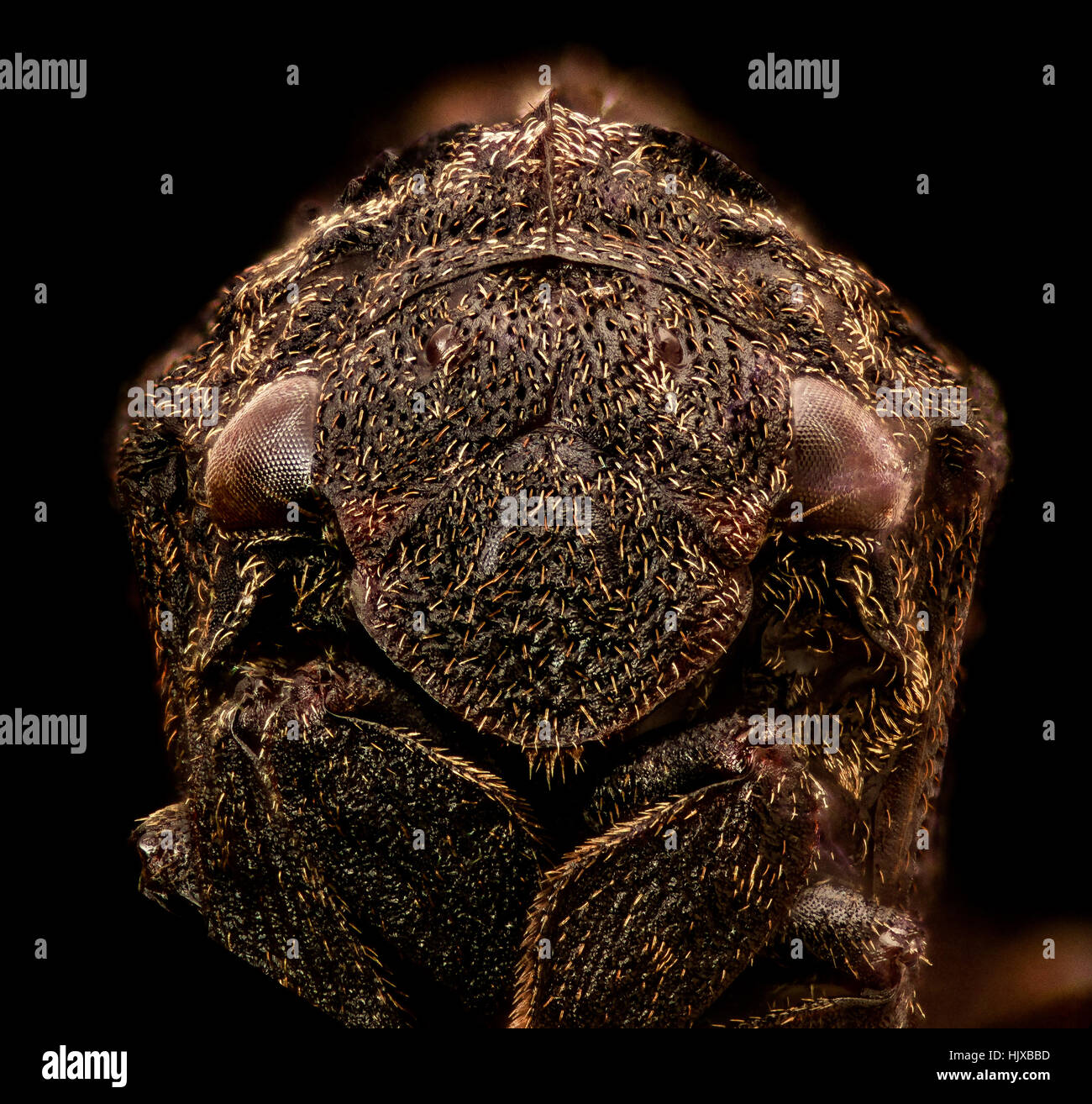 Close-up image of a female Tylopelta gibbera treehopper, highlighting ...