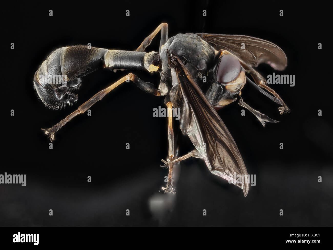 Scarpulla hi-res stock photography and images - Alamy