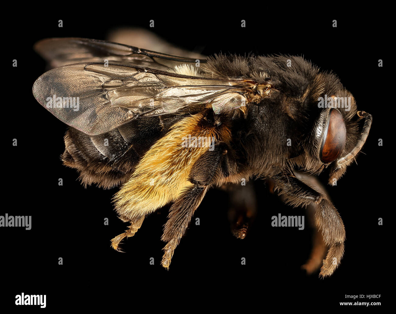 This image shows a Melissodes near bimaculatus, a species of bee ...