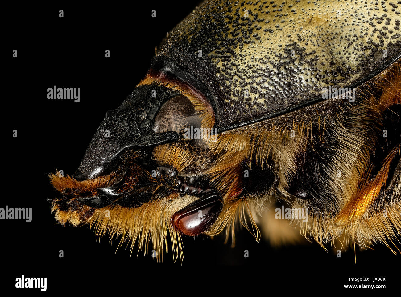 This image shows a side view of a Dynastes tityus beetle, also known as ...