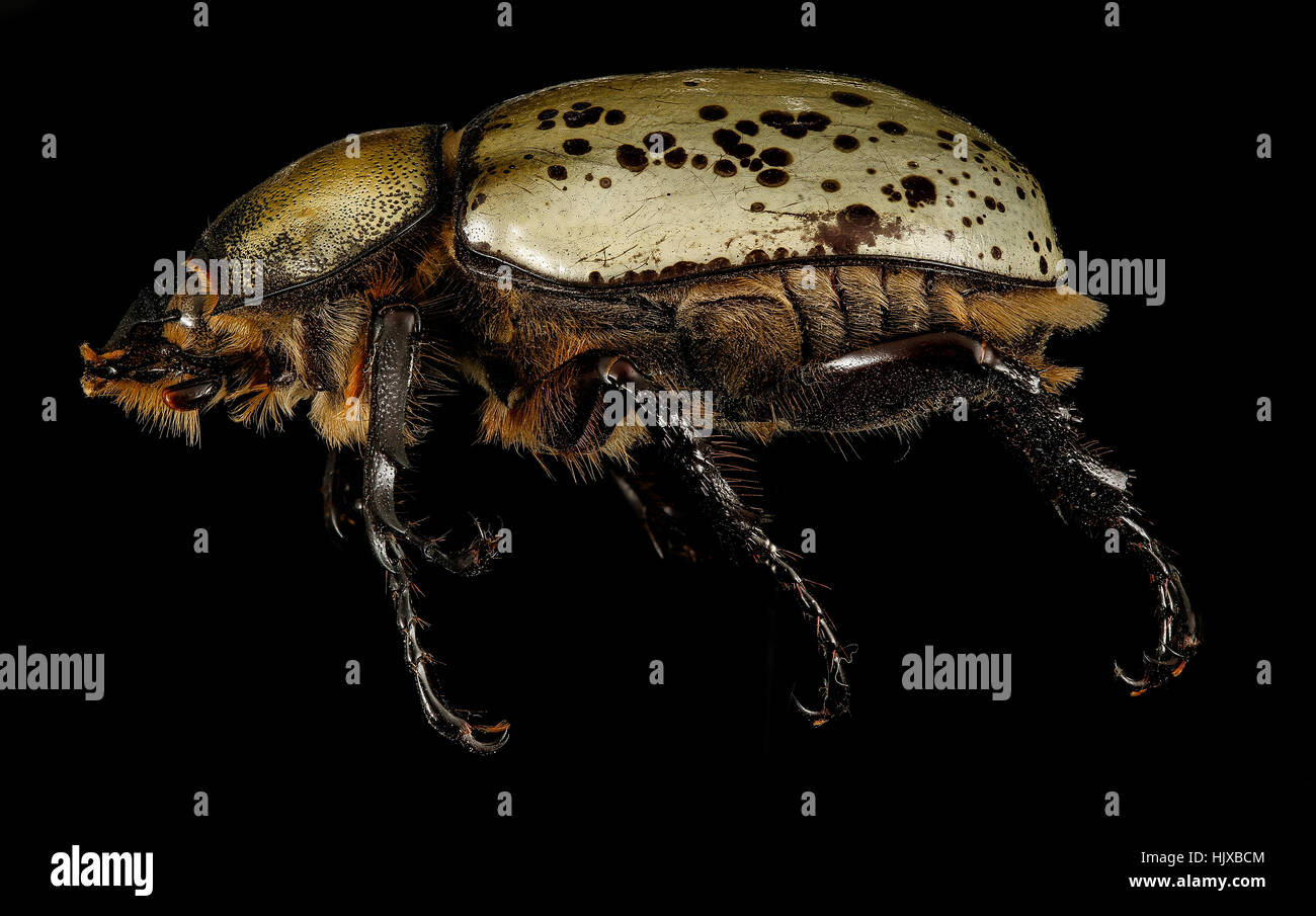 The Dynastes tityus, also known as the eastern Hercules beetle, is ...