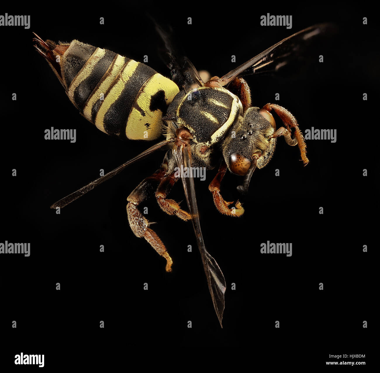 A female *Triepeolus distinctus* bee from Anne Arundel County, Maryland ...