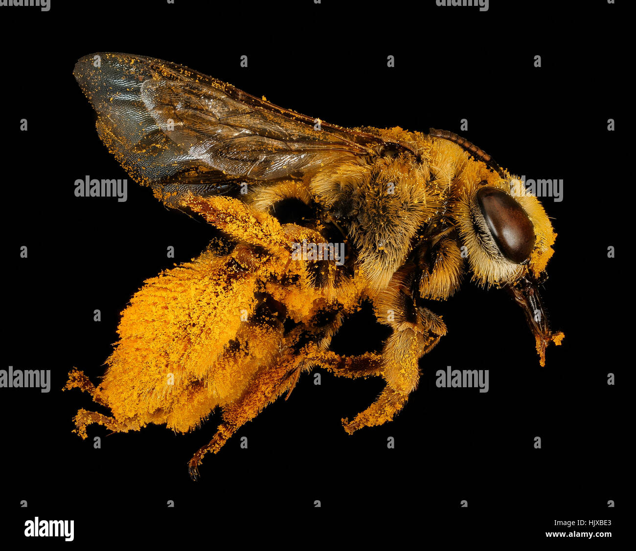 This image shows a close-up of a Svastra petulca bee, captured in 2016 ...