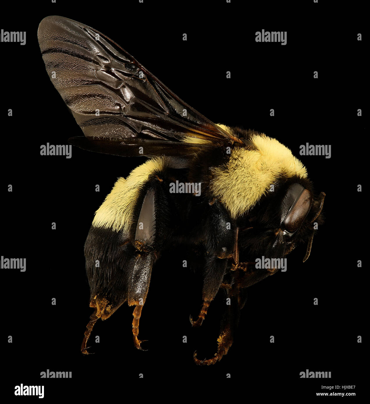 A right-side view of a female Bombus fraternus, a native bee species ...