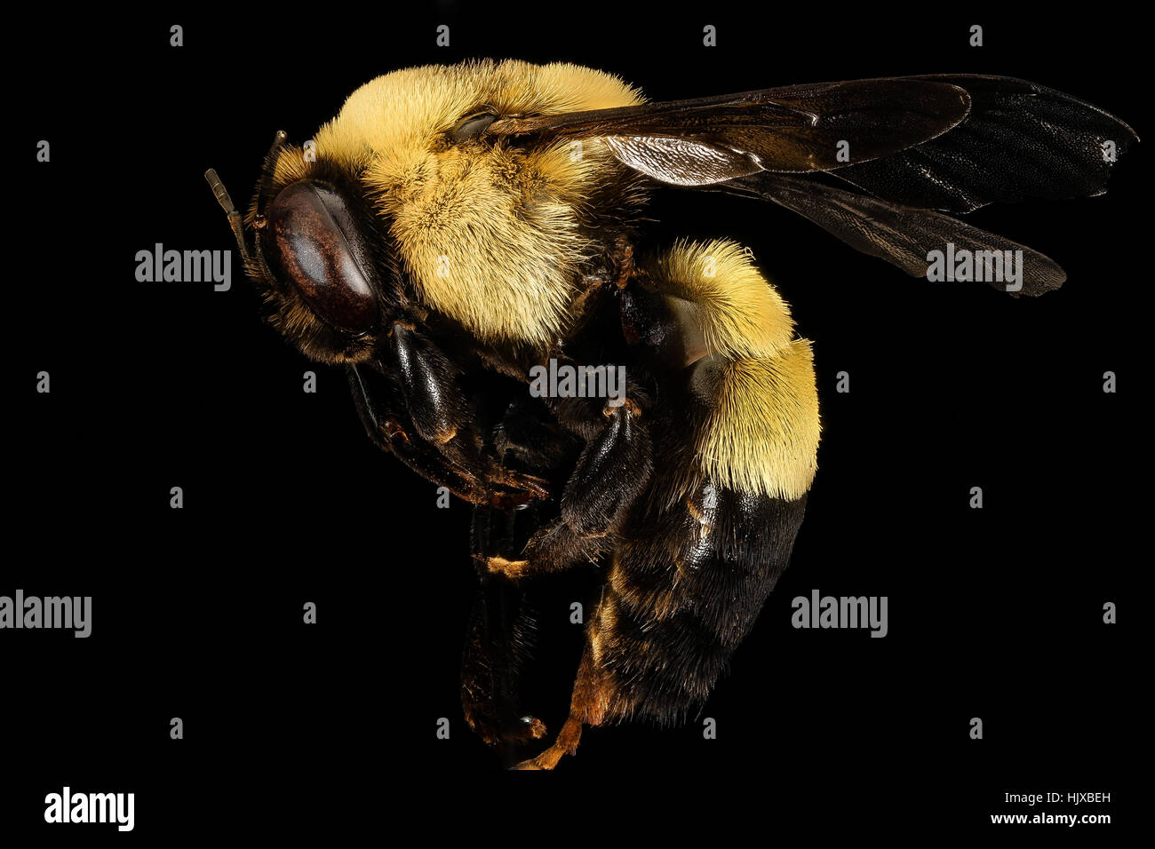 This close-up image features a male *Bombus fraternus*, a species of ...
