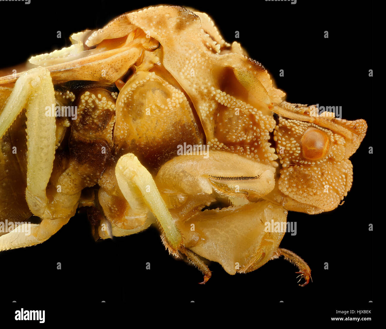 Image shows side shot hi-res stock photography and images - Alamy