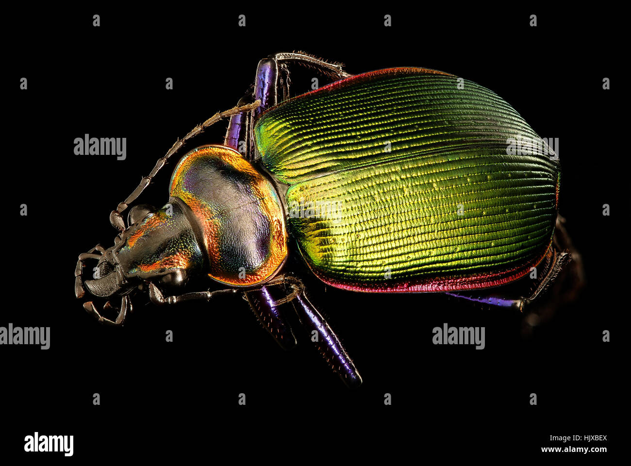 The Calosoma scrutator, also known as the fiery searcher beetle, was ...