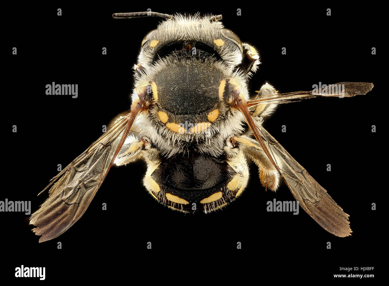 A close-up image of the back of Anthidium porterae, a native bee ...