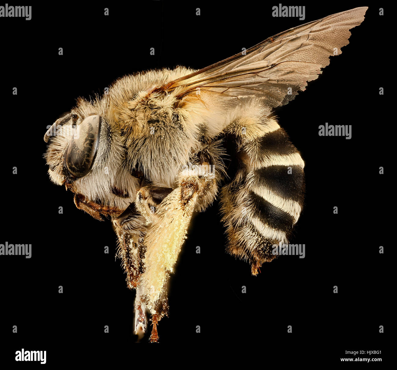 A left-side view of Anthophora urbana, a native bee species observed in ...