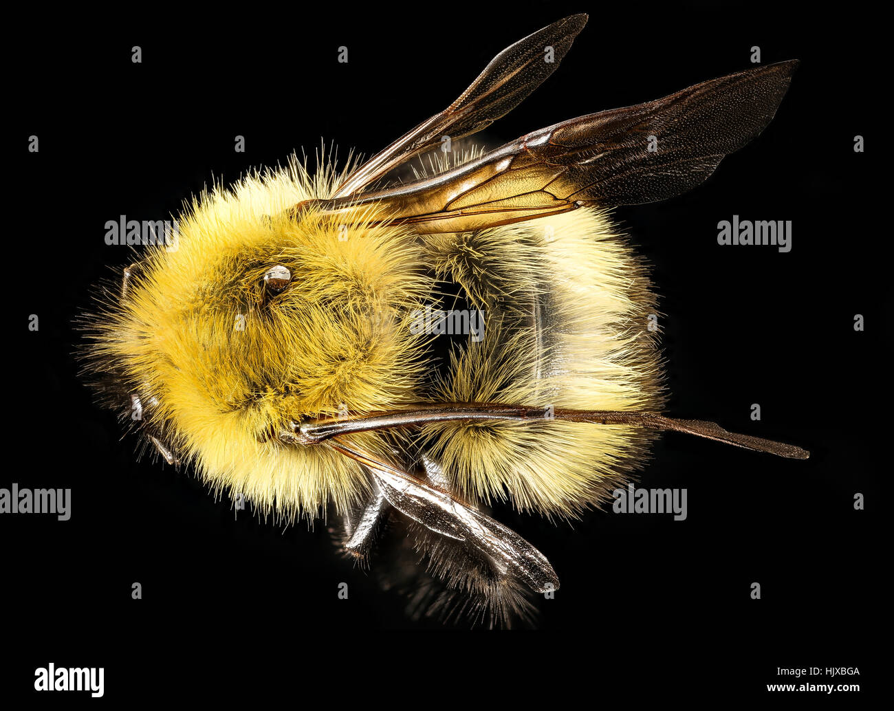 A female Bombus perplexus bumblebee photographed in Centre County ...