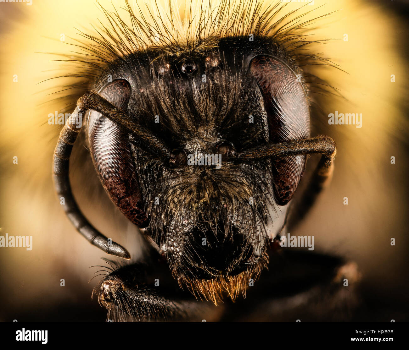A female *Bombus perplexus* bumblebee from Centre County, Pennsylvania ...
