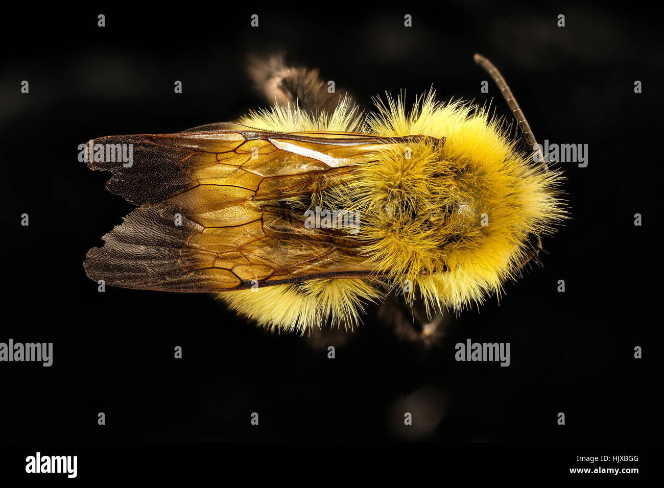 A male Bombus perplexus, a type of bumblebee, photographed in Centre ...