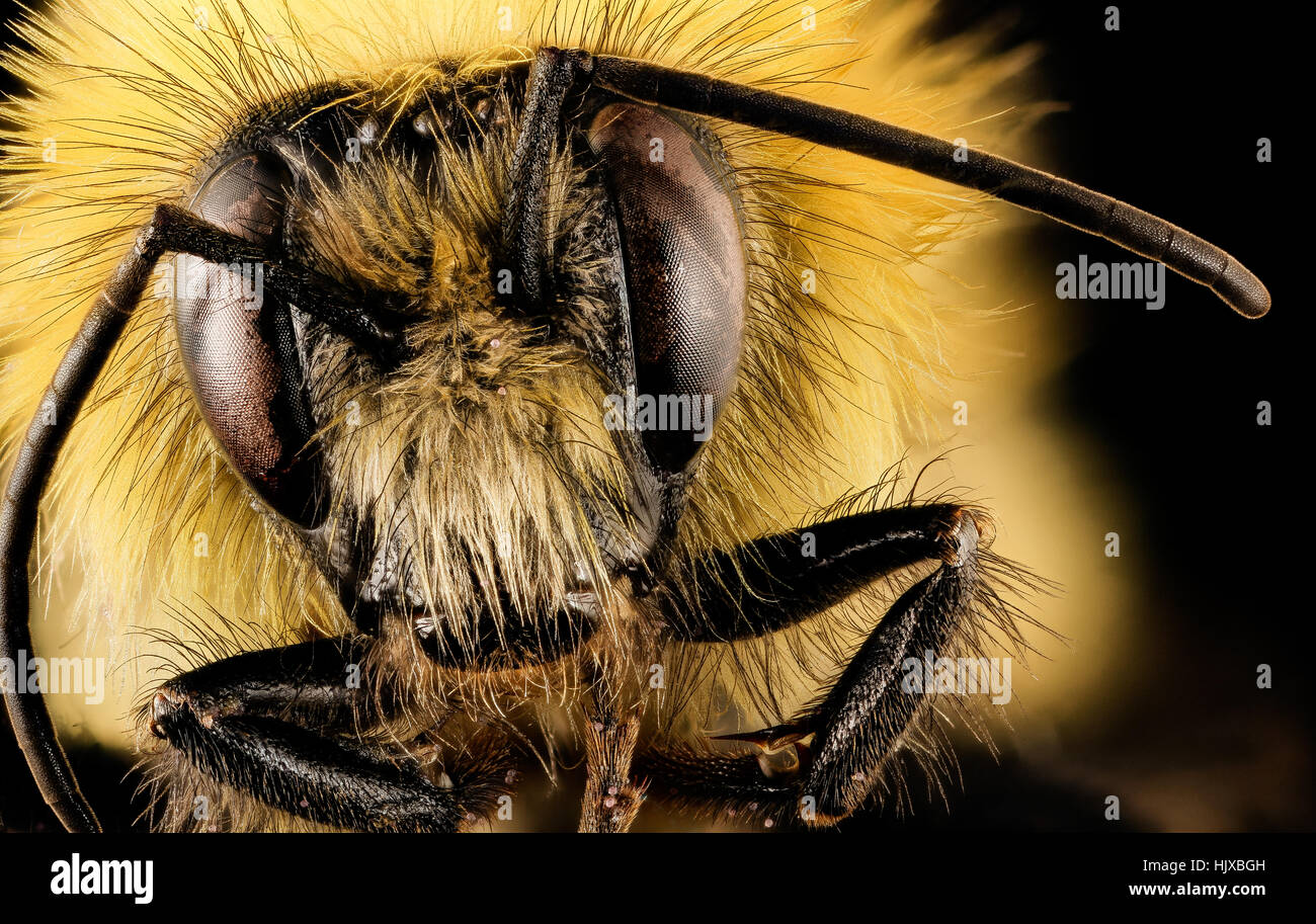This image shows a close-up of a male Bombus perplexus, a bumblebee ...