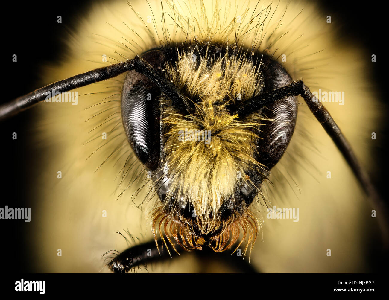 Bombus vagans, a bumblebee species, photographed in Centre County ...