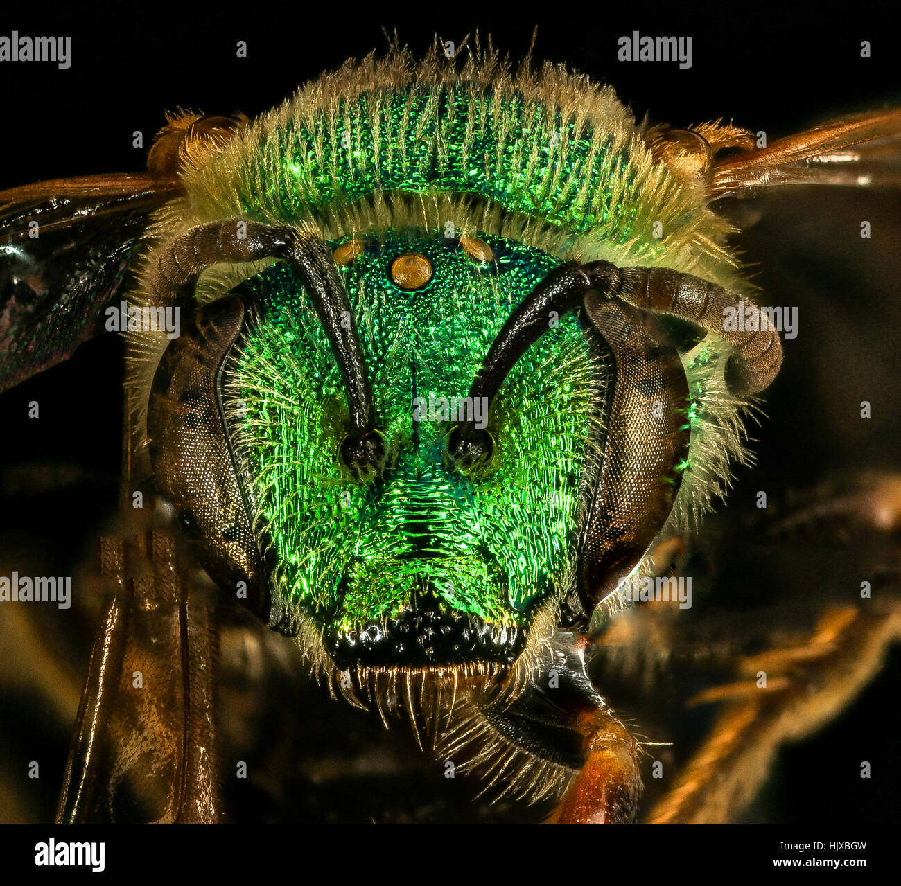 A close-up image of a female Agapostemon sericeus, a metallic green ...