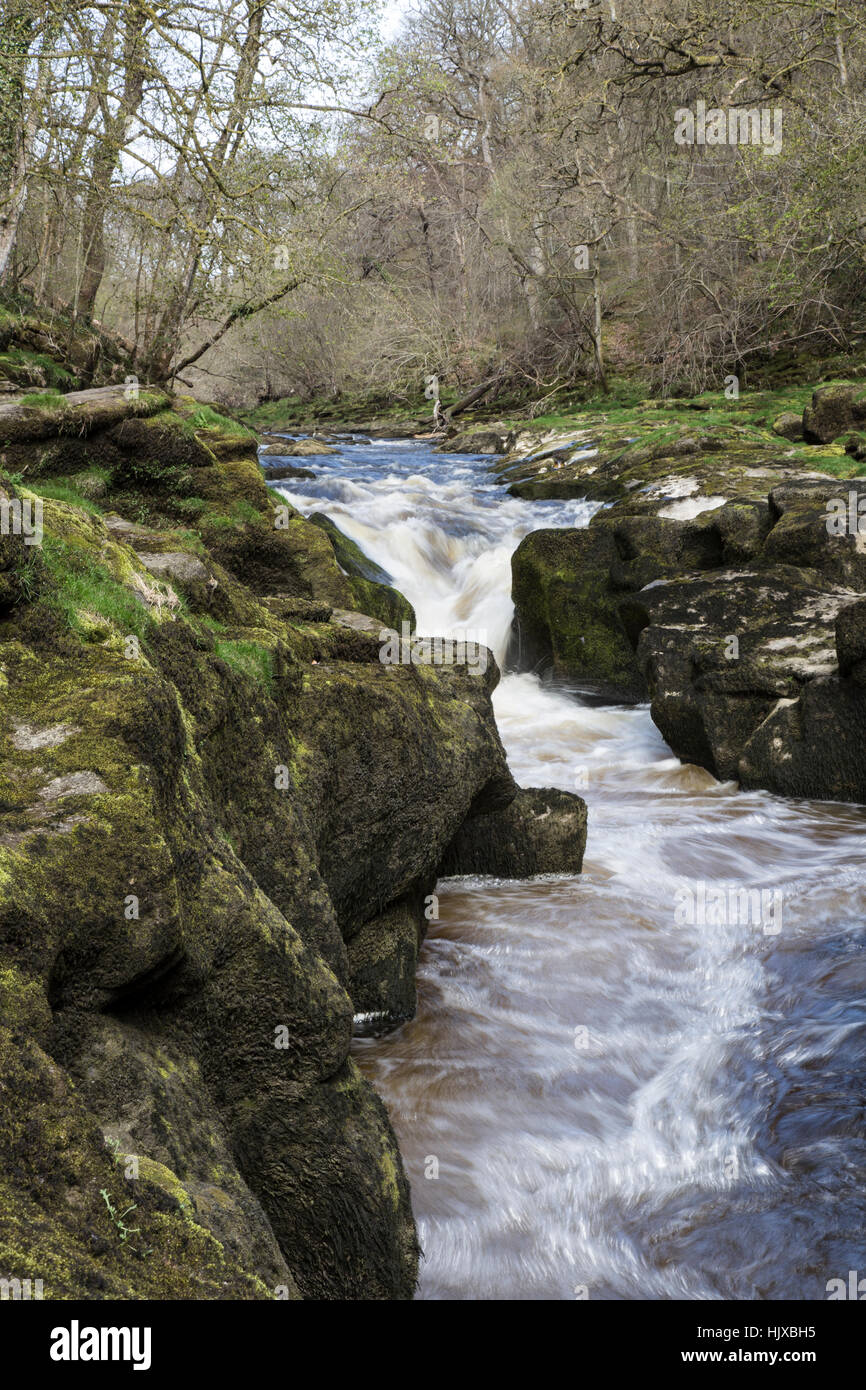 The Strid, at Bolton Abbey, Yorkshire Dales, UK Stock Photo - Alamy