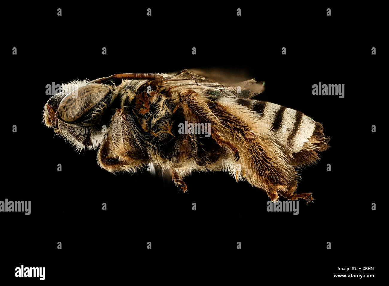 A close-up image of a female Svastra duplocineta, a native bee species ...