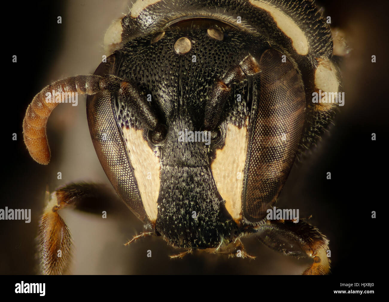 Laboratory animal insect hi-res stock photography and images - Alamy