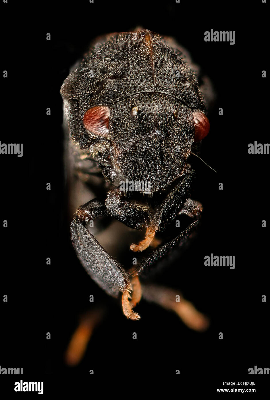 Tylopelta gibbera hi-res stock photography and images - Alamy