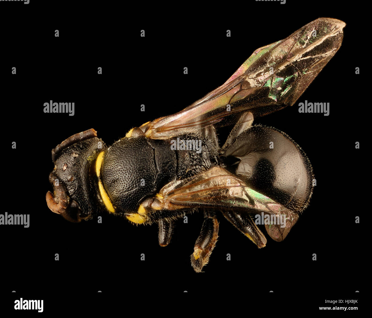 Hylaeus pictipes hi-res stock photography and images - Alamy