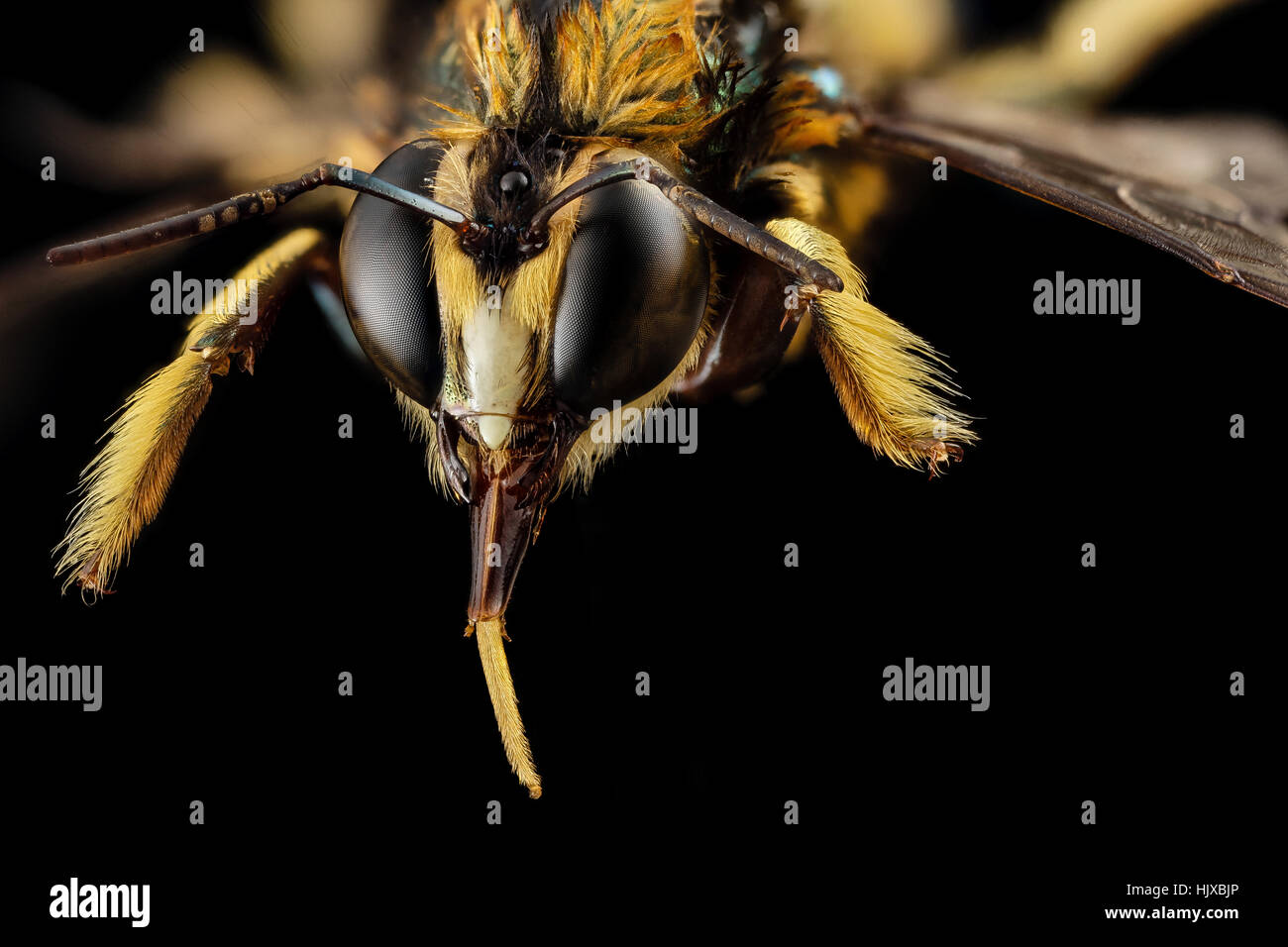 Xylocopa species, a male carpenter bee, is photographed from the front ...