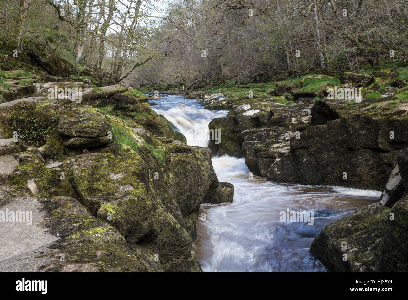 The Strid, at Bolton Abbey, Yorkshire Dales, UK Stock Photo - Alamy