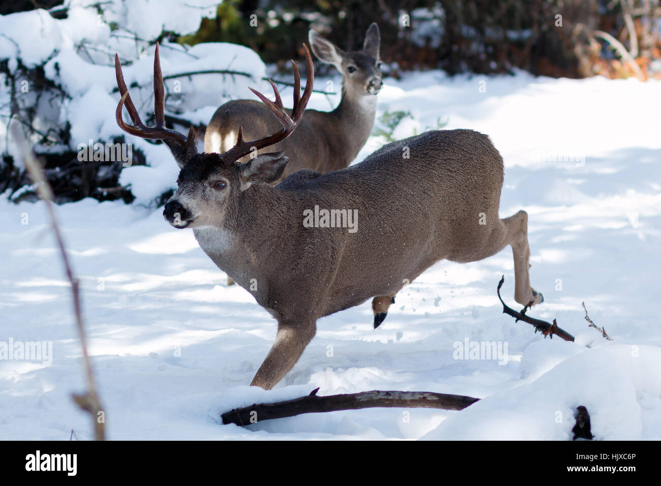 Mule deer buck running in snow, California, Yosemite National Park ...