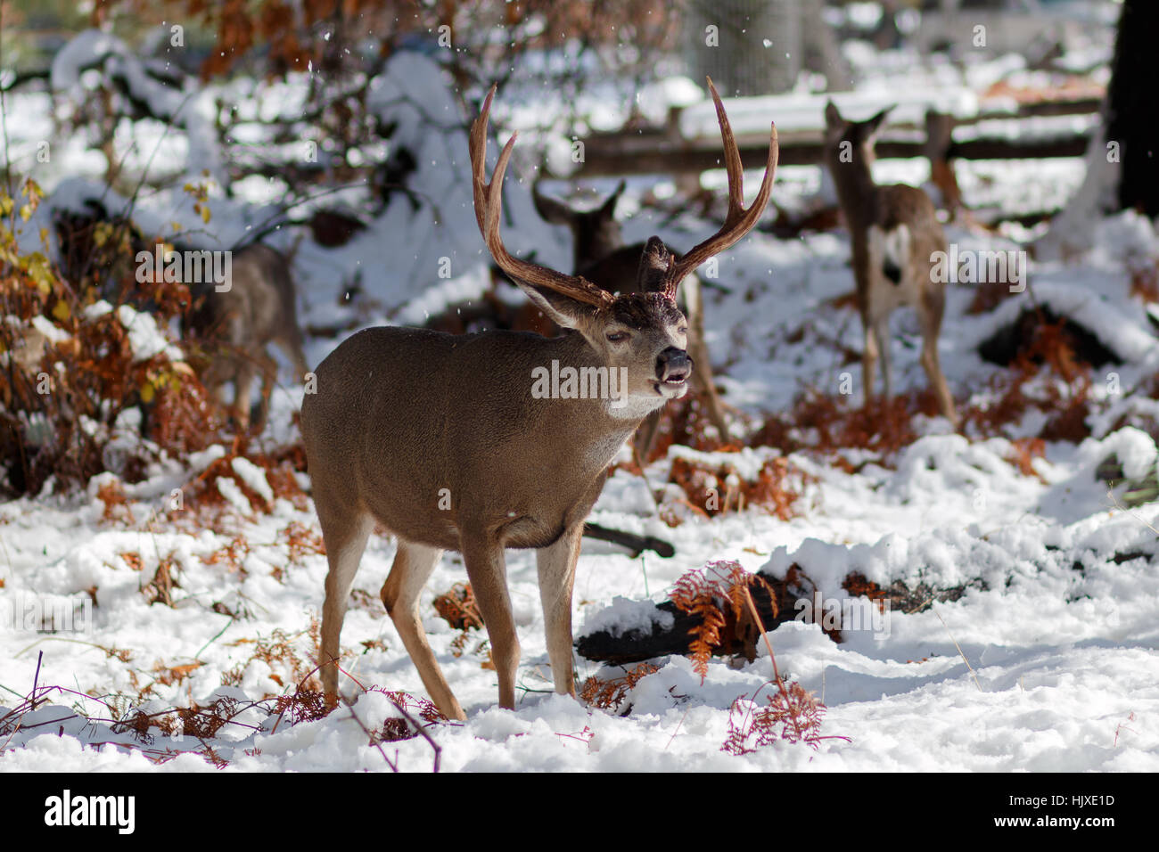 Mule deer buck with large antlers in snow, California, Yosemite ...